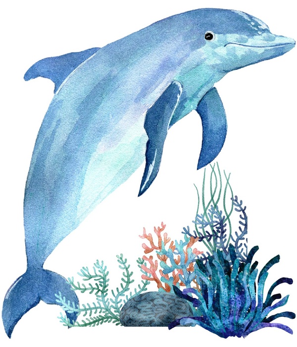 Tips voor vastentype dolfijn | Vastenactie